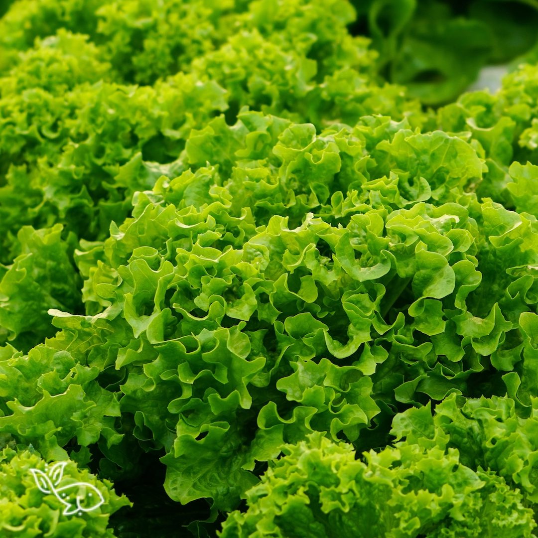 Lollo Bionda – Ennabta Farms LLC