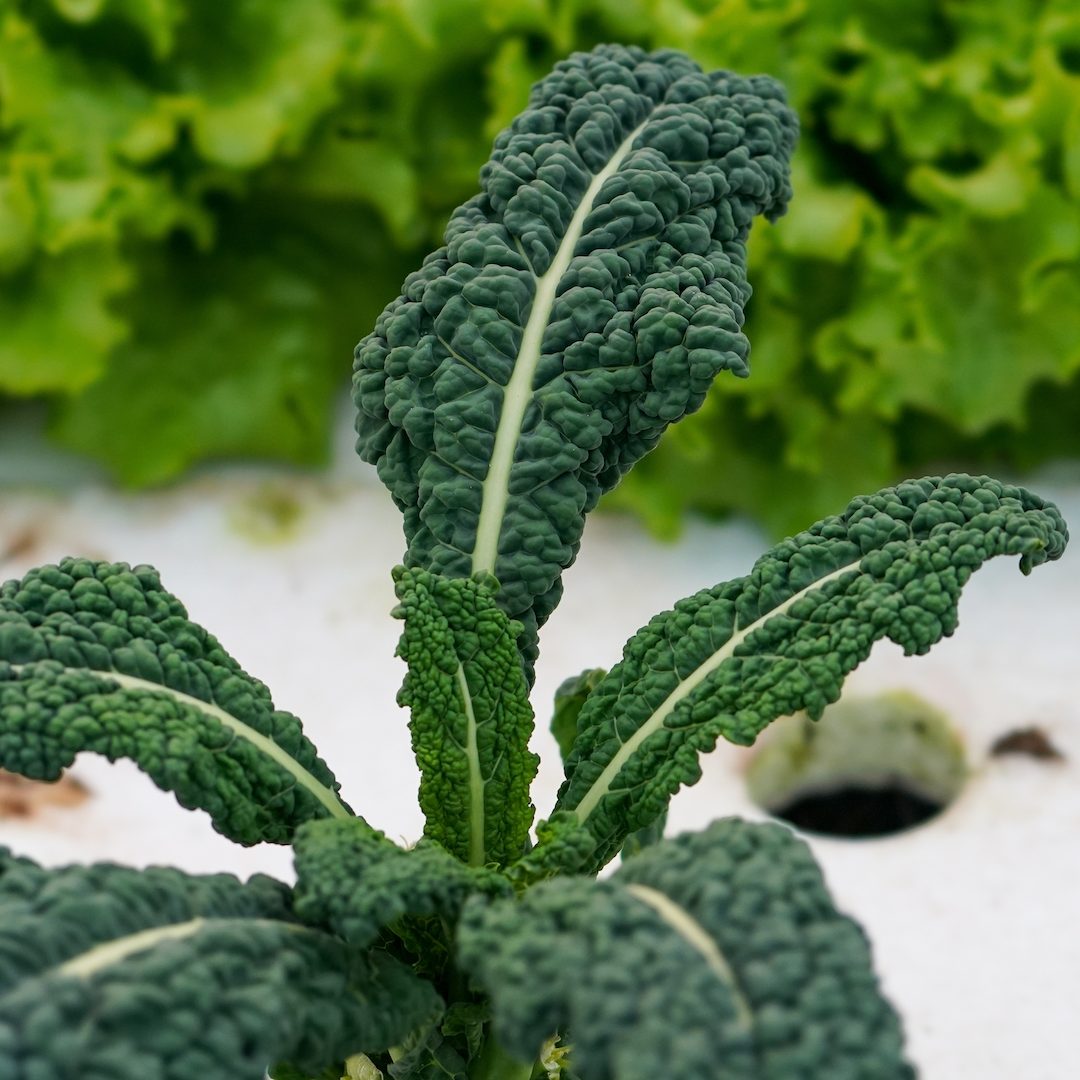 Tuscan Kale – Ennabta Farms LLC